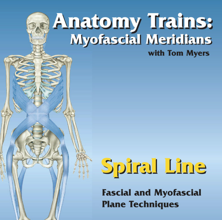 The Shoulder & Arm Lines - Fascial and Myofascial Plane