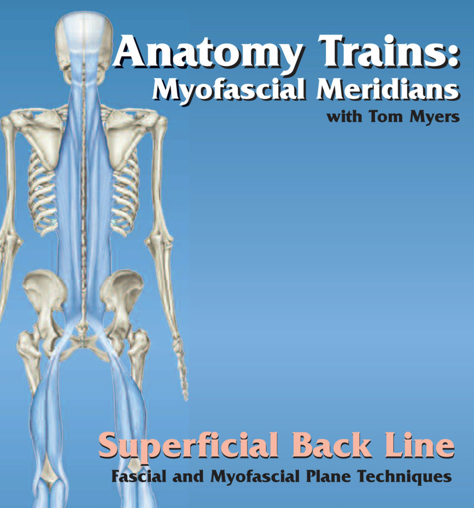Superficial Back Line Video - Fascial and Myofascial Plane