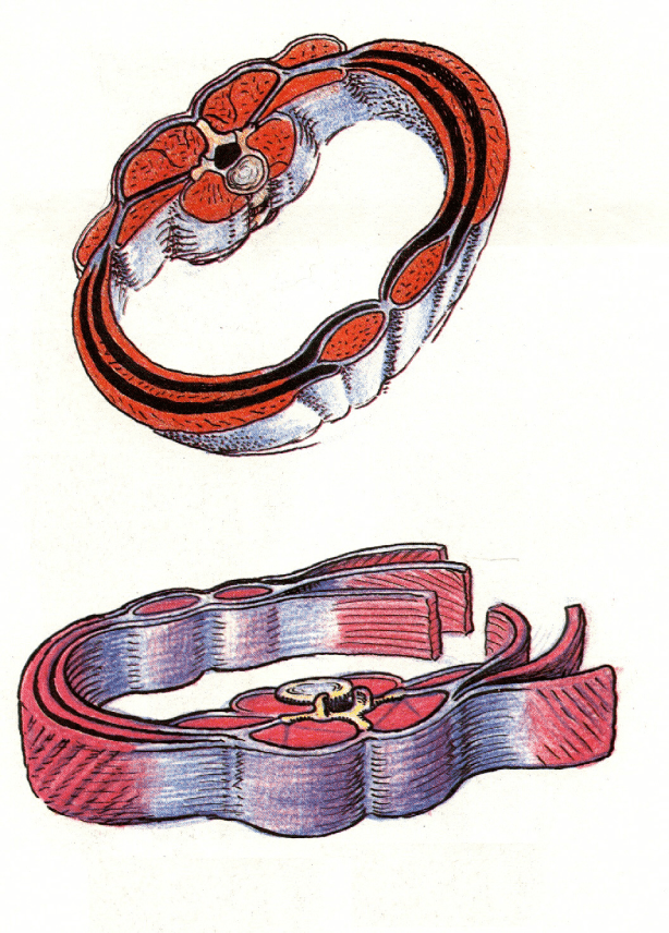 Cobra: Core Support | Anatomy Trains Blog