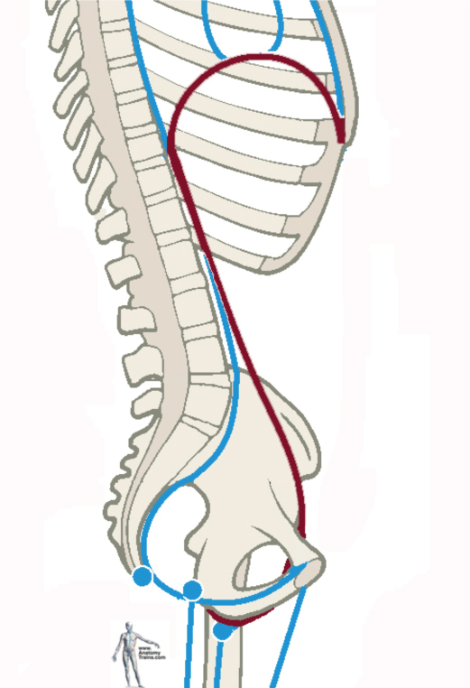 Cobra: Core Support | Anatomy Trains Blog