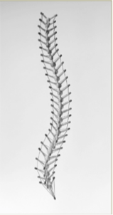 Tension and Integrity - Tensegrity a Balance of Tension Members