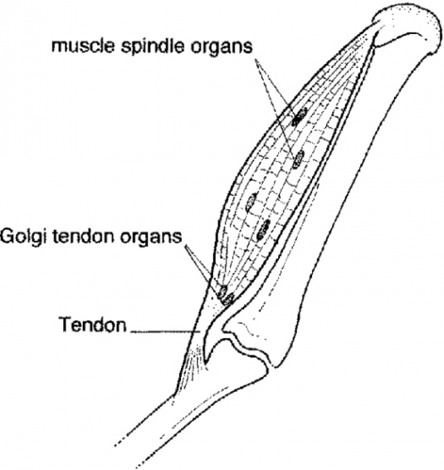 Spindles and GTO’s: Explaining the Gamma System - Technique News