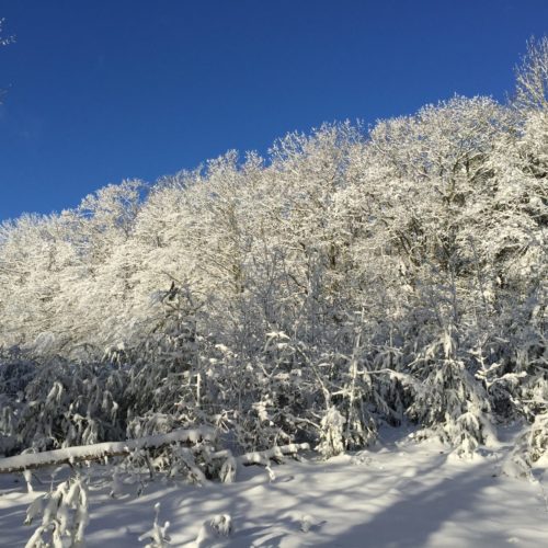 Cheery Cherry Blossoms: A Letter from Maine - Country Life