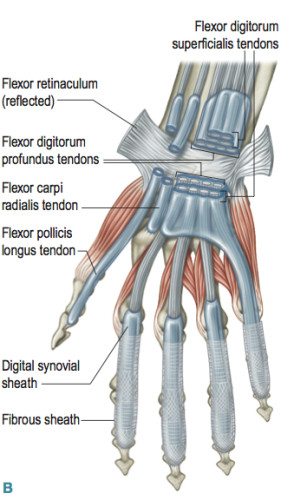 Carpel Tunnel Release - Opening of the Flexor Retinaculum