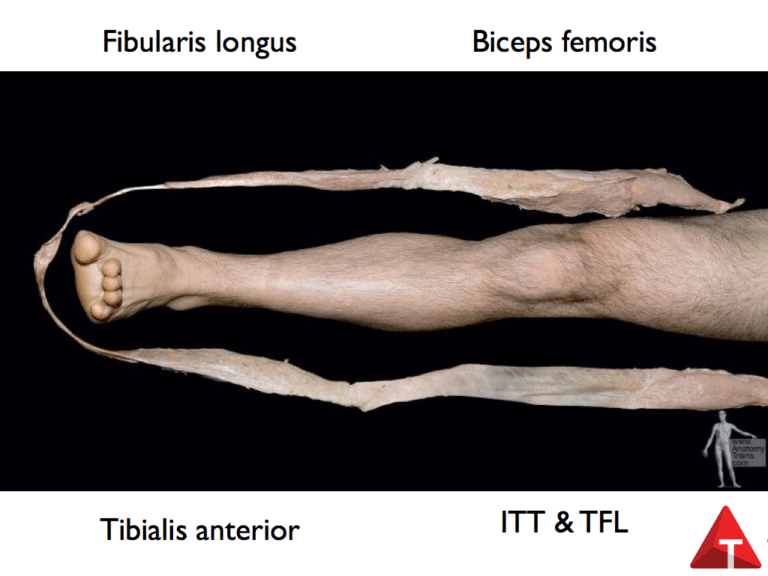 The Lower Spiral Line - Arch Support and Pelvic Tilt Relationship
