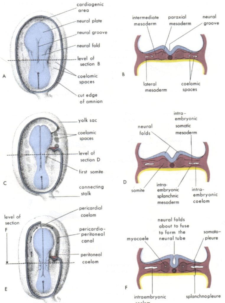 The Mesentery – New Organ Classified in Digestive Tract