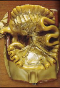 Fascia and Extra-Cellular Matrix (ECM) - Defining Fascia