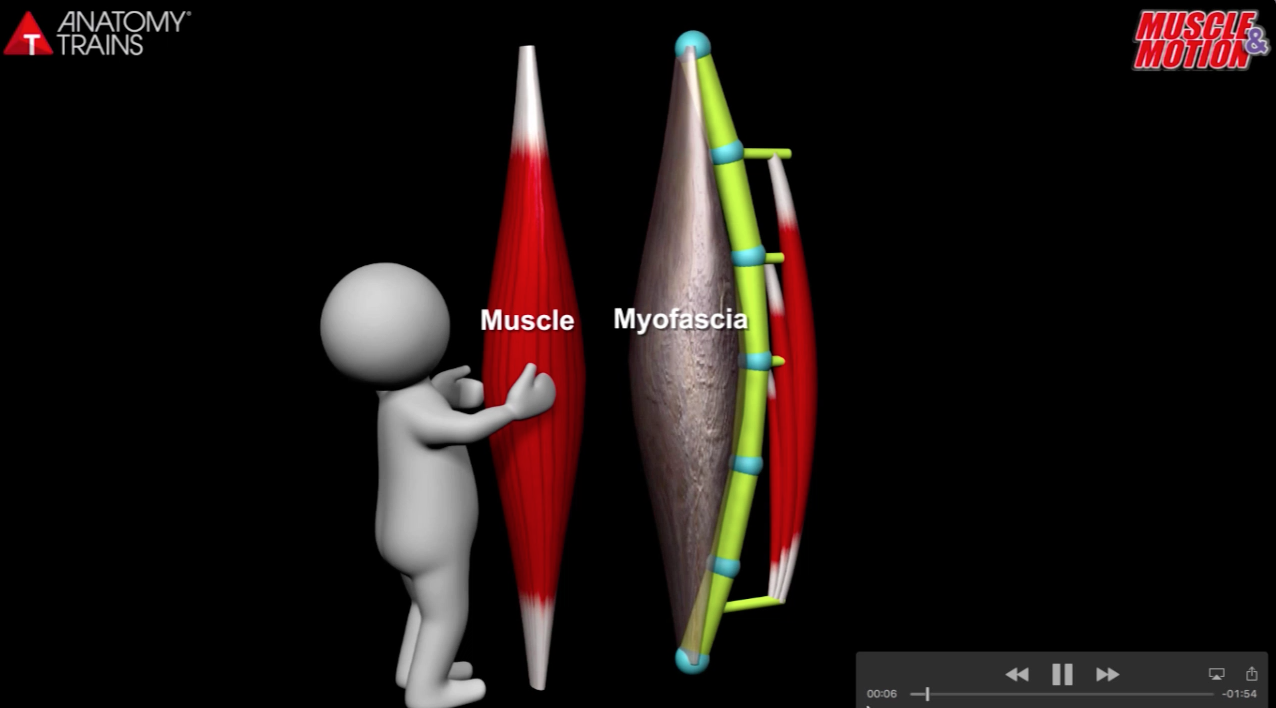 Anatomy Trains Partners with Muscles & Motion on Educational Videos