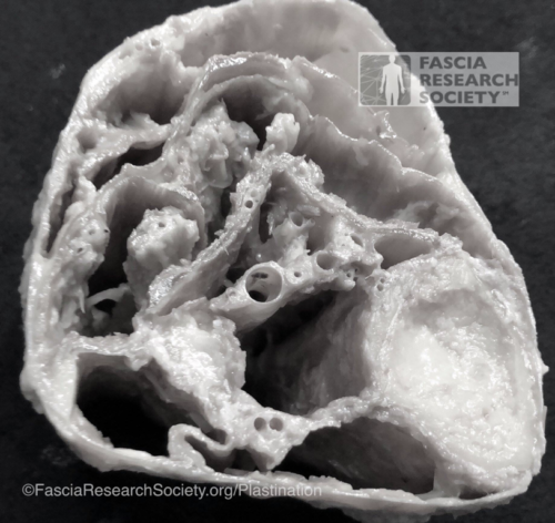 Interstitium: New Organ Discovered - Tom Myers Observations