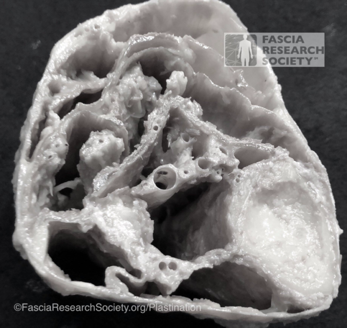 Interstitium: New Organ Discovered - Tom Myers Observations