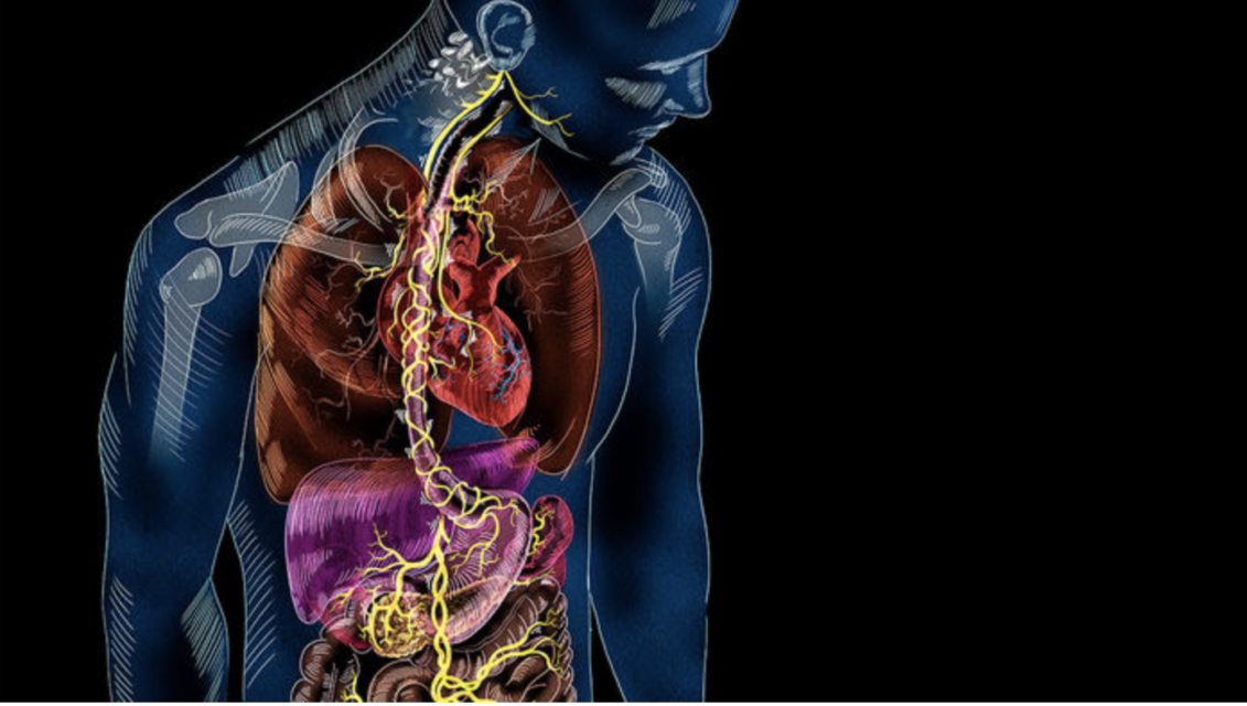 New Findings on the Gut-Brain Connection - Tom Myers Observations