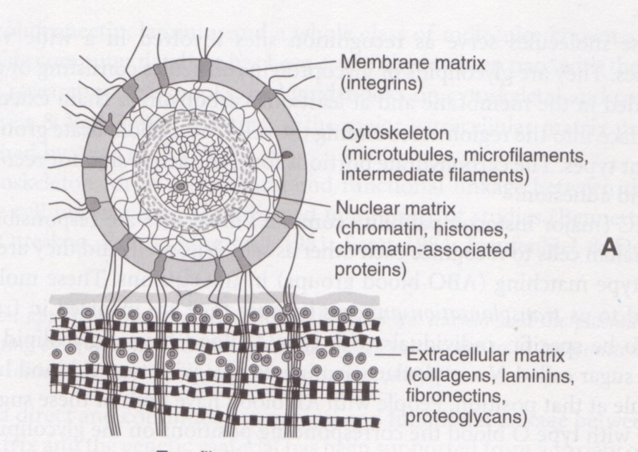 Tom Myers Remarks on Study With Insight Into Cell Movement.