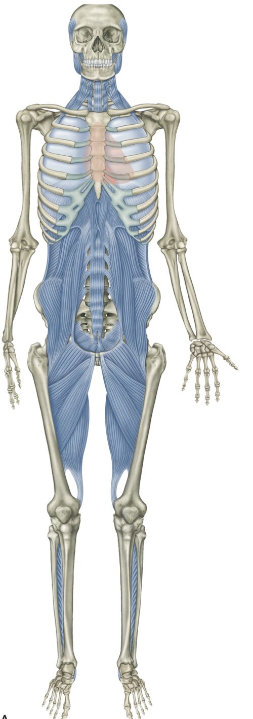 OrthoPody Reflexology and Anatomy Trains - Anatomy Trains Blog