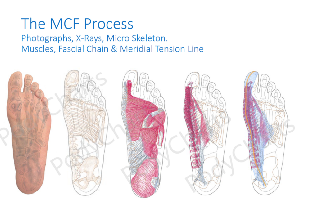 OrthoPody Reflexology and Anatomy Trains - Anatomy Trains Blog