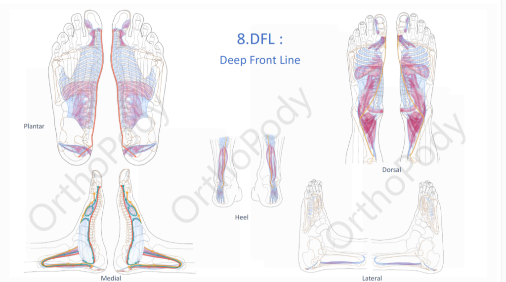 OrthoPody Reflexology and Anatomy Trains - Anatomy Trains Blog