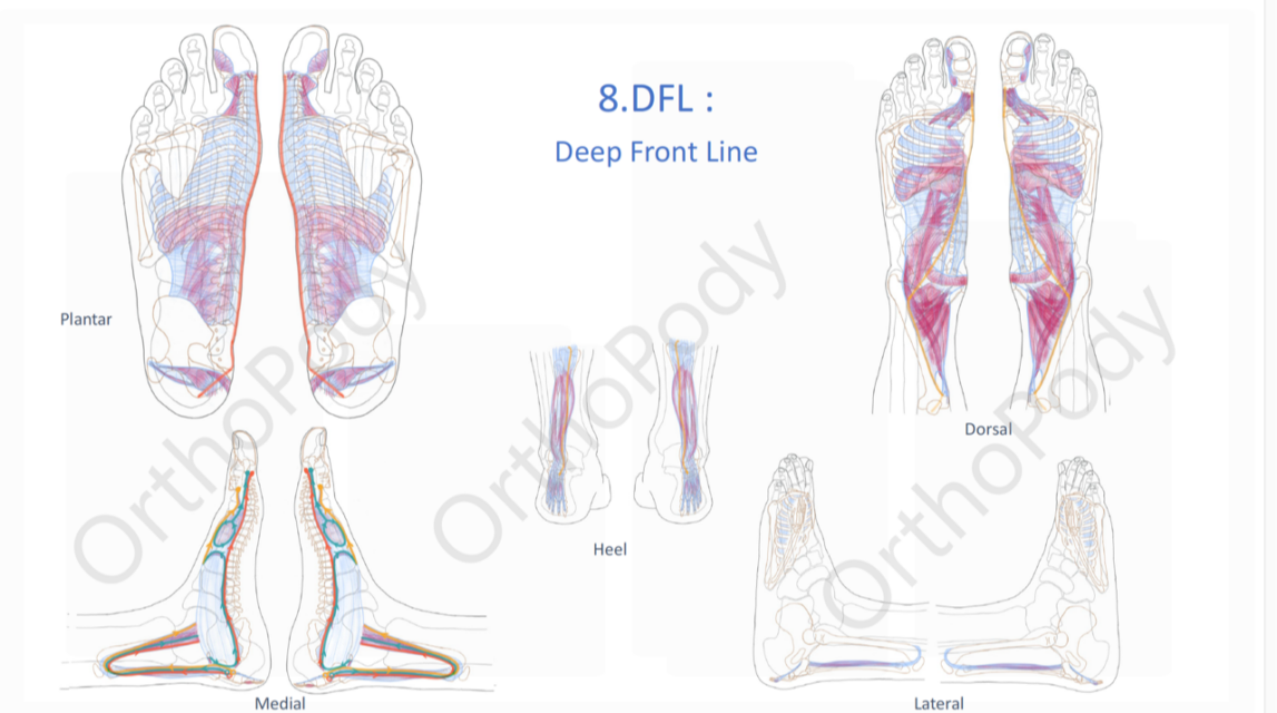 OrthoPody Reflexology and Anatomy Trains - Anatomy Trains Blog