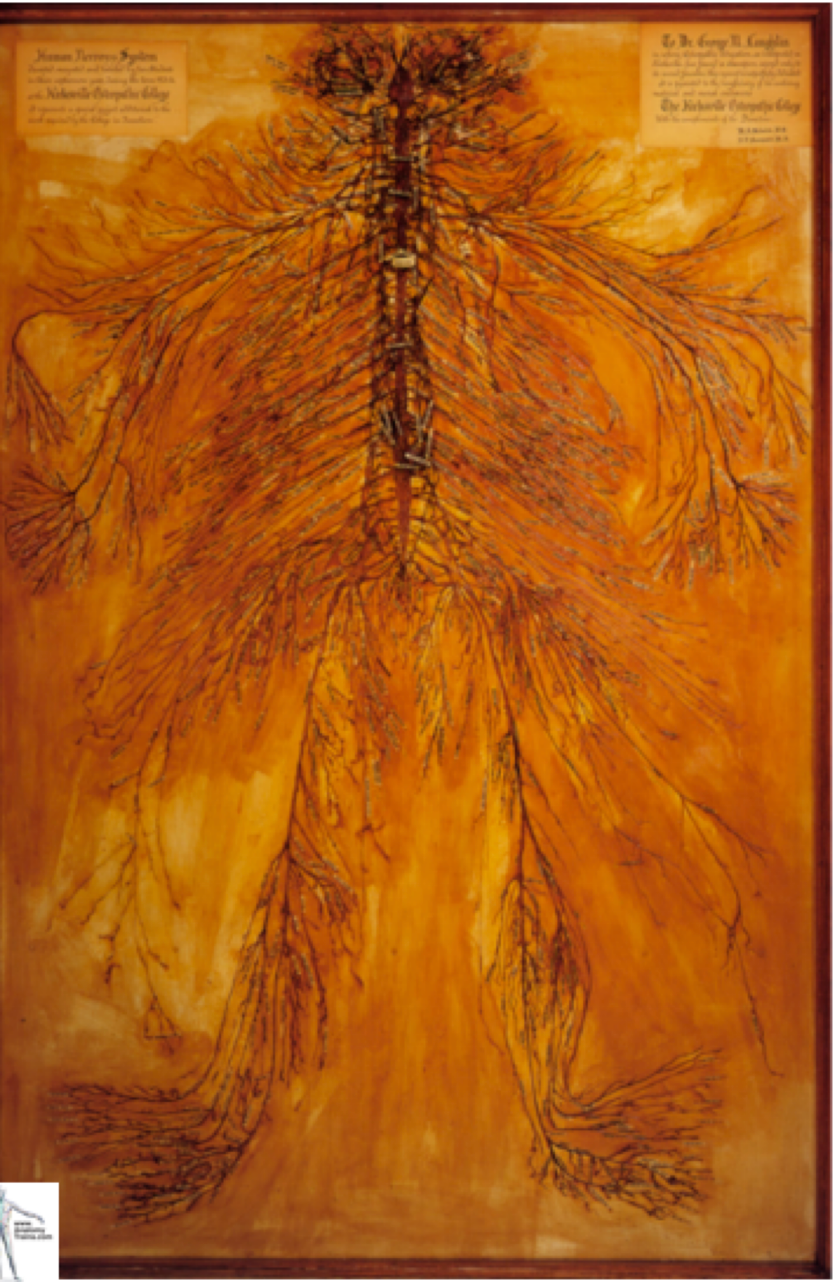 Tom Myers on Gil Hedley’s Nerve Tour | Anatomy Trains