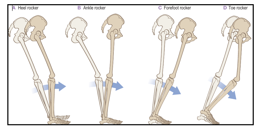 The Foot in Gait: Dissection Livestream Specialty Course with Todd ...